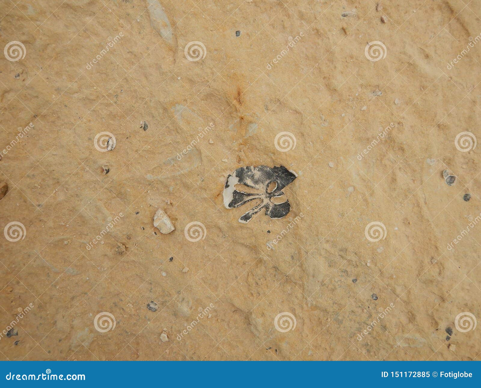 Pieces of Fossils Inside Beige Limestone Texture. Stock Image - Image ...