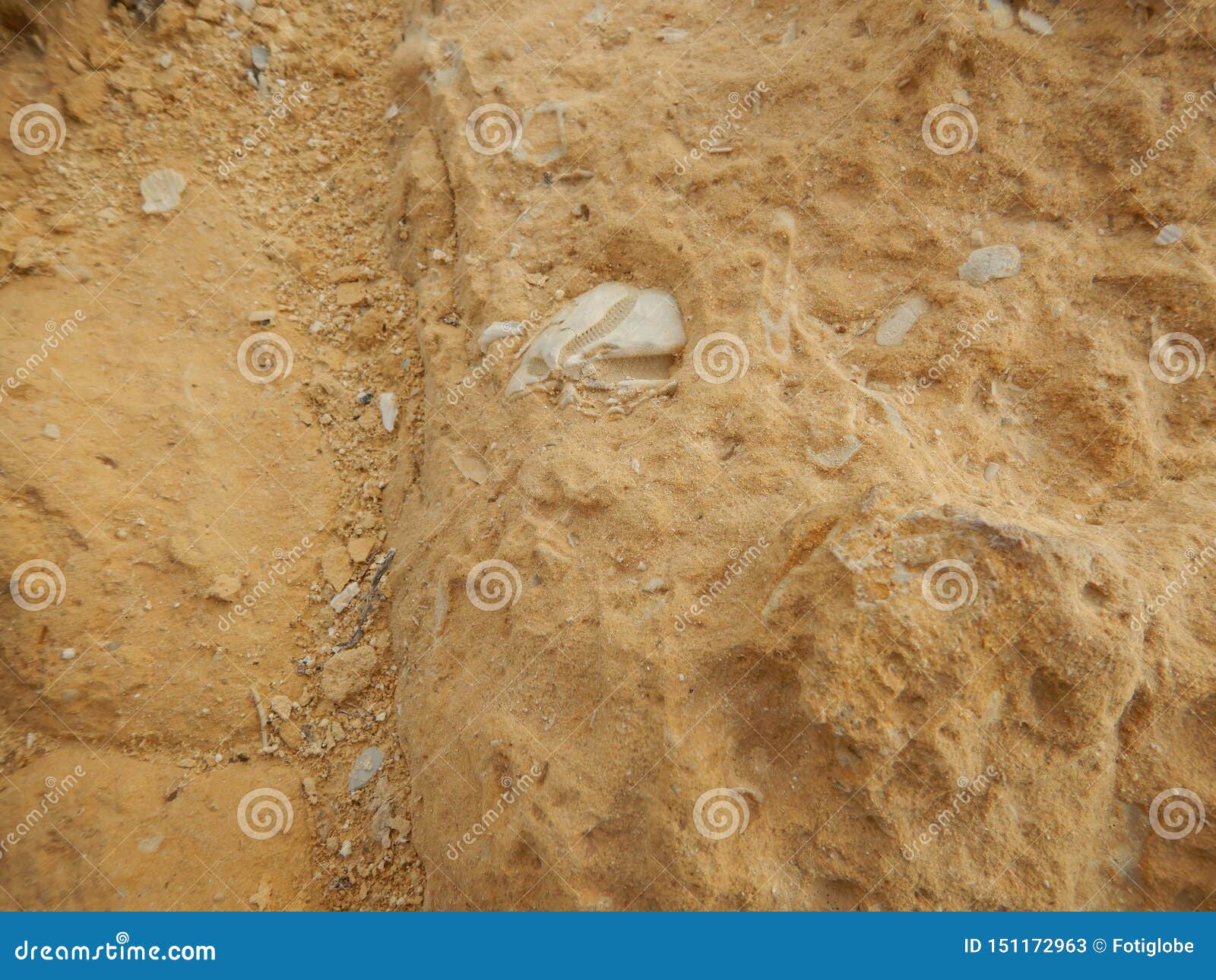 Pieces of Fossils Inside Beige Limestone Texture. Stock Image - Image ...