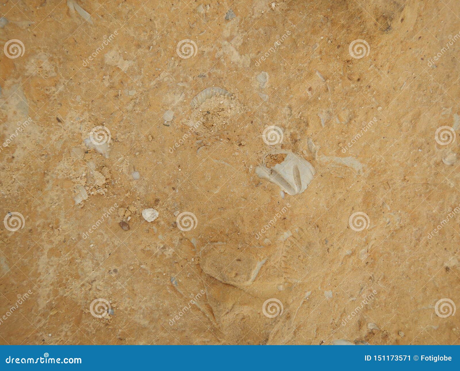 Pieces of Fossils Inside Beige Limestone Texture. Stock Image - Image ...