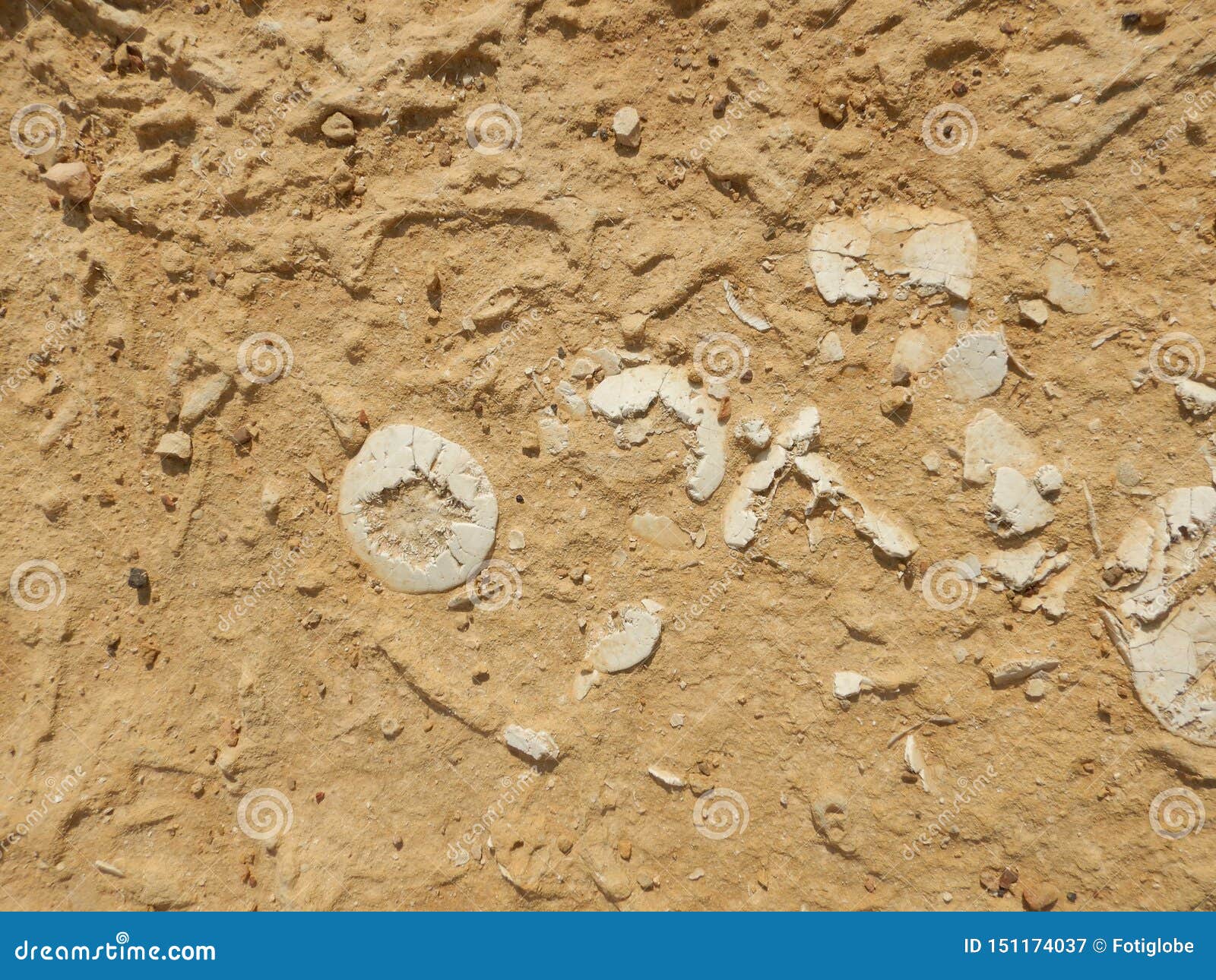 Pieces of Fossils Inside Beige Limestone Texture. Stock Image - Image ...