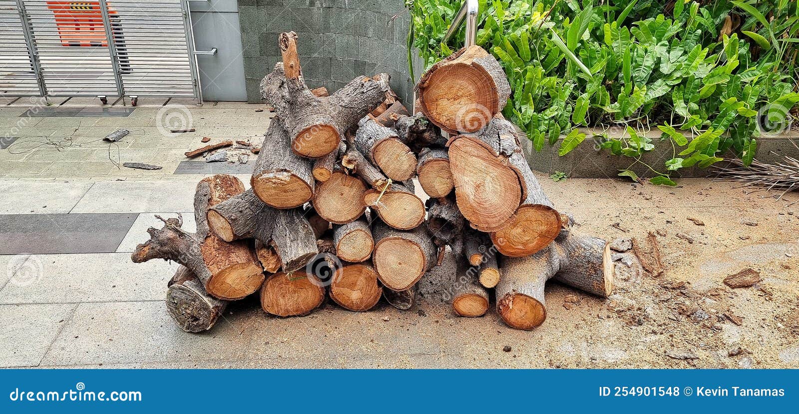 Pieces of a Large Tree Trunk Arranged. Stock Photo - Image of cart ...