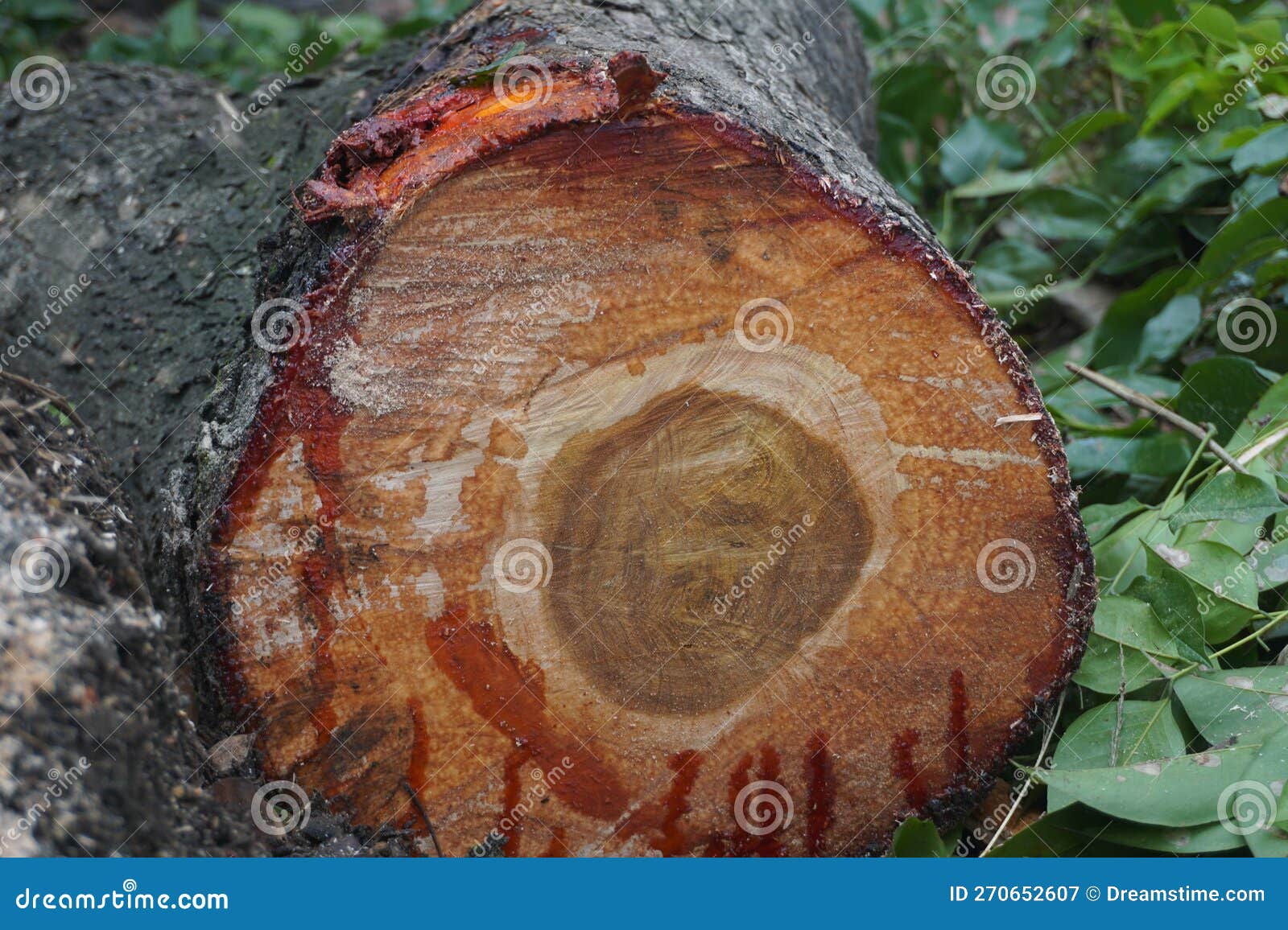 Pieces of Large Tree Trunks Stock Image - Image of macro, nature: 270652607