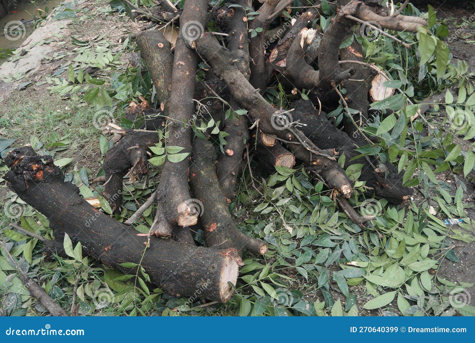 Pieces of Large Tree Trunks Stock Image - Image of light, birch: 270640399