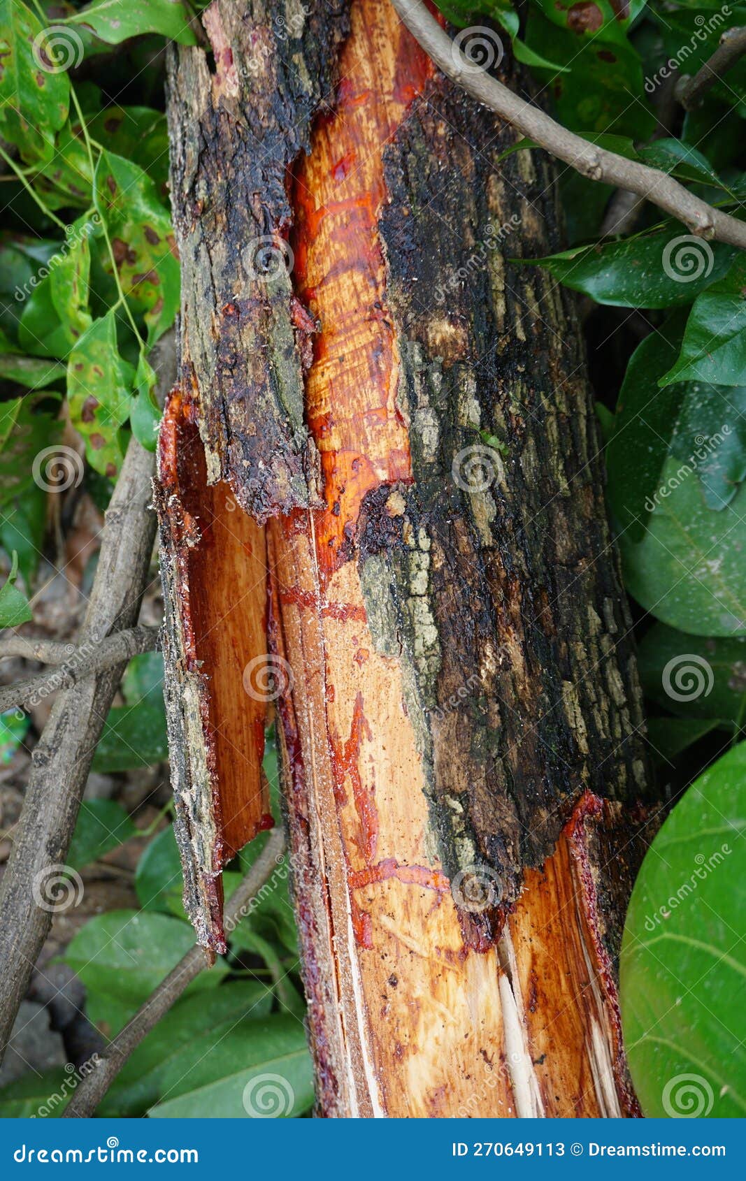 Pieces of Large Tree Trunks Stock Image - Image of bark, orange: 270649113