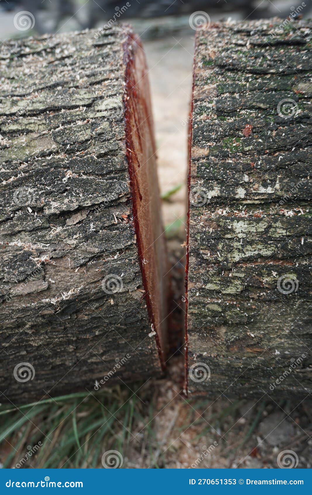 Pieces of Large Tree Trunks Stock Image - Image of color, detail: 270651353