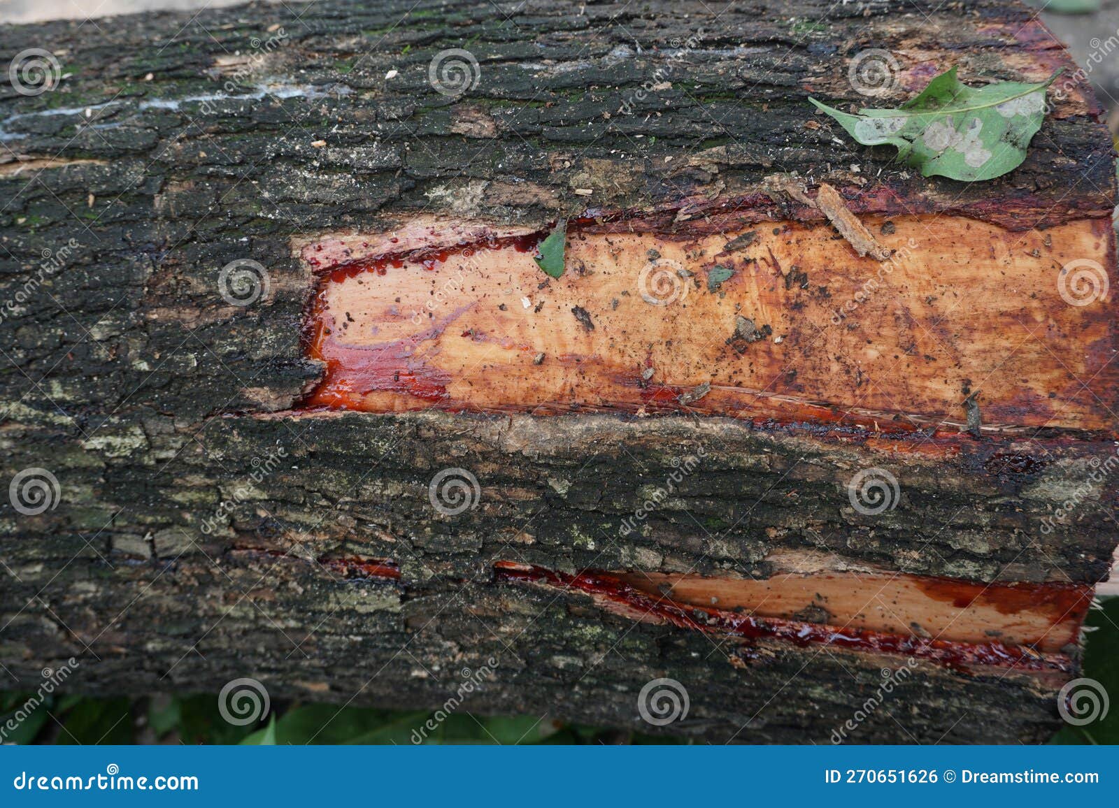Pieces of Large Tree Trunks Stock Photo - Image of natural, outdoor ...