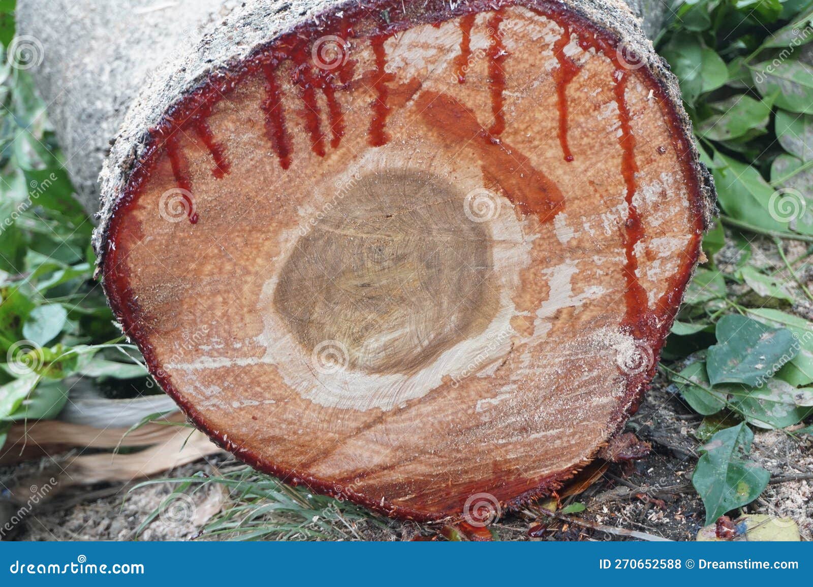 Pieces of Large Tree Trunks Stock Photo - Image of brown, ancient ...