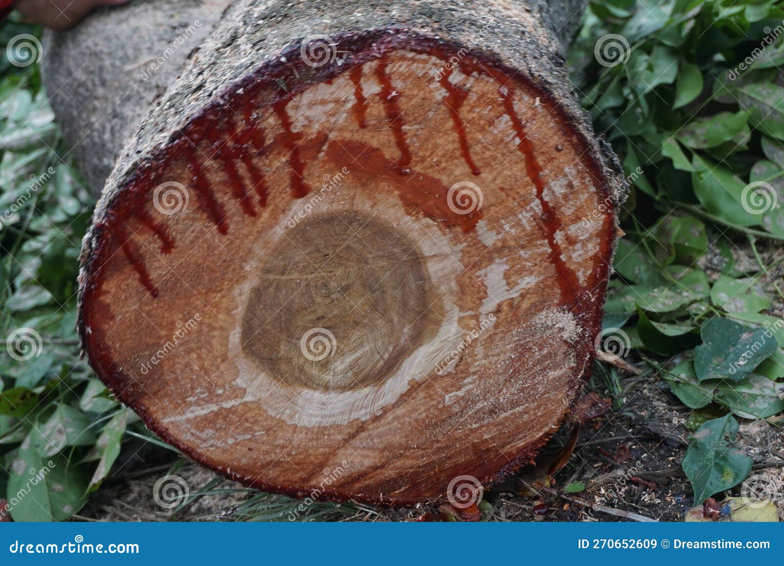 Pieces of Large Tree Trunks Stock Image - Image of beauty, carpenter ...