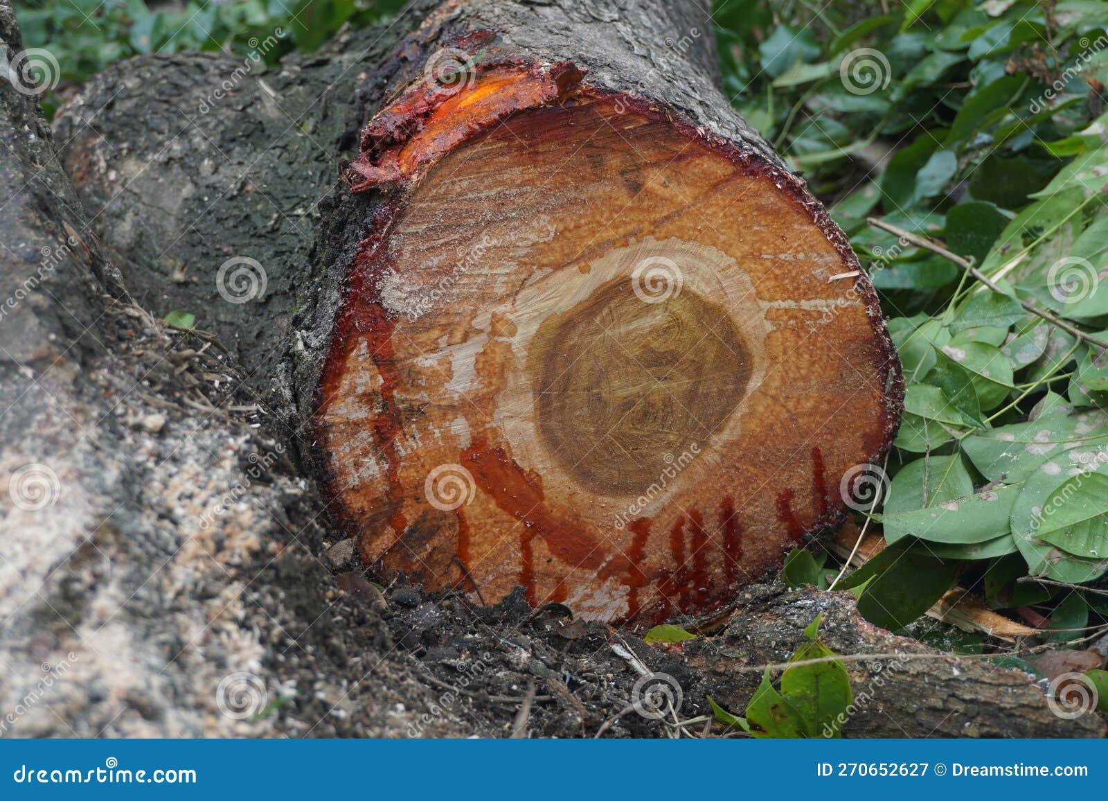 Pieces of Large Tree Trunks Stock Image - Image of material, birch ...
