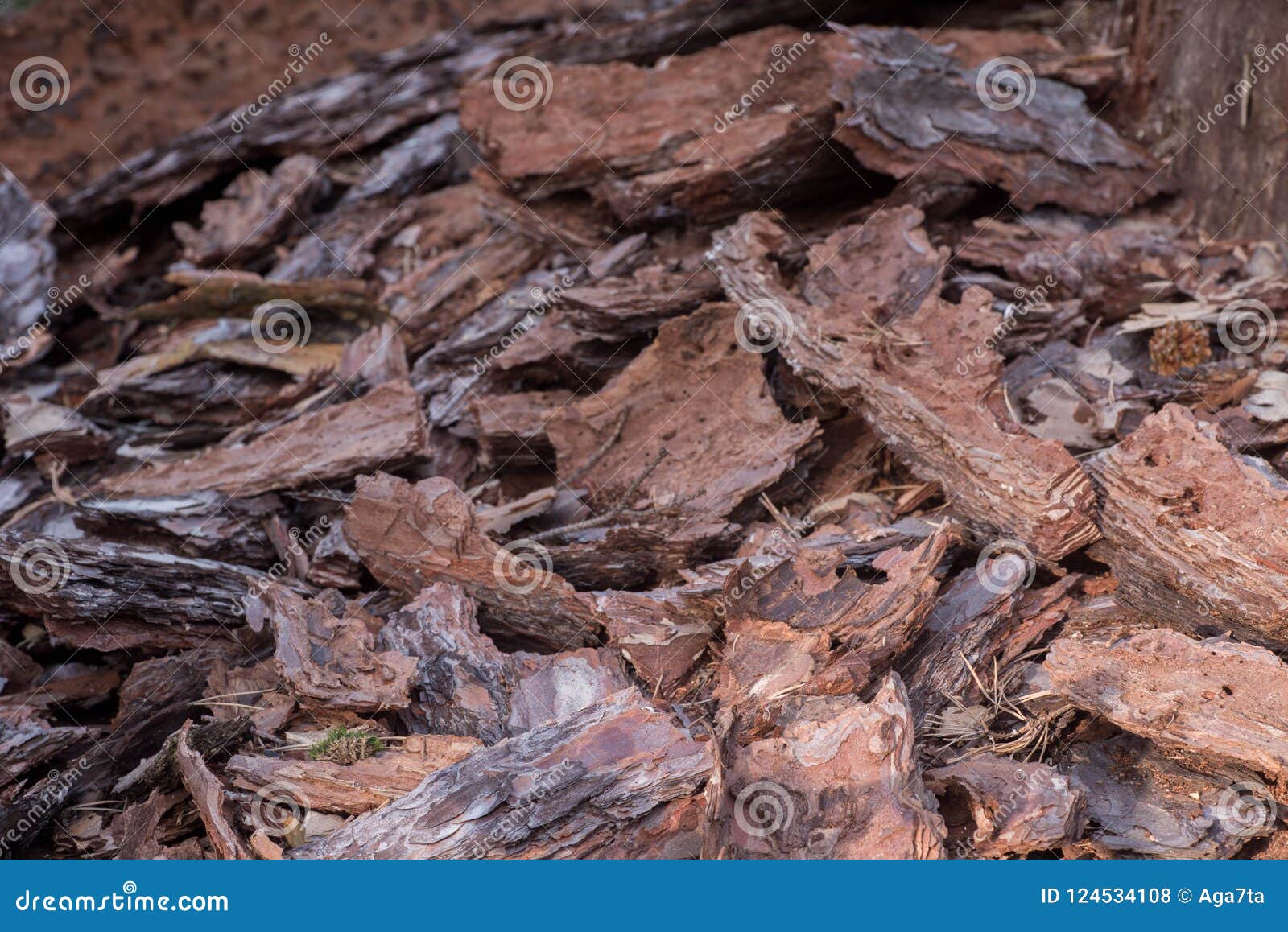 Pieces of Pine Bark on Ground Stock Photo - Image of color, closeup ...