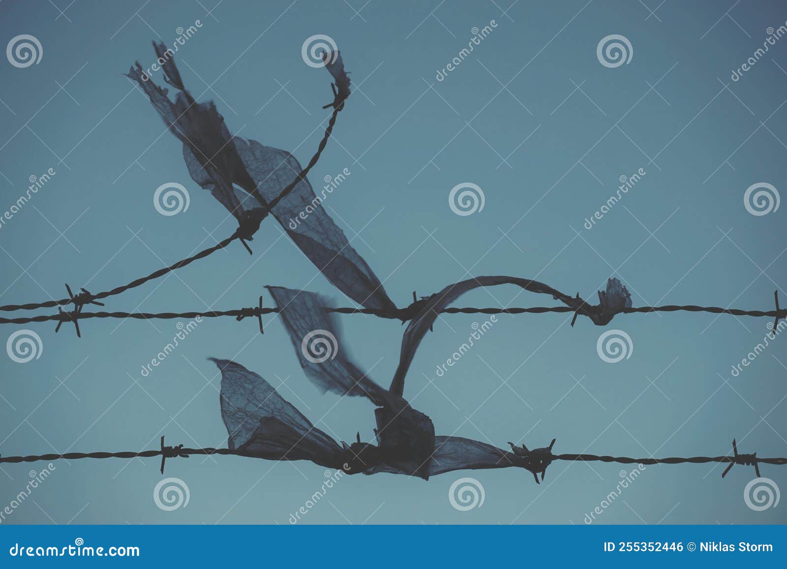 Pieces of Plastic Stuck in Barbed Wire Stock Photo - Image of wind ...