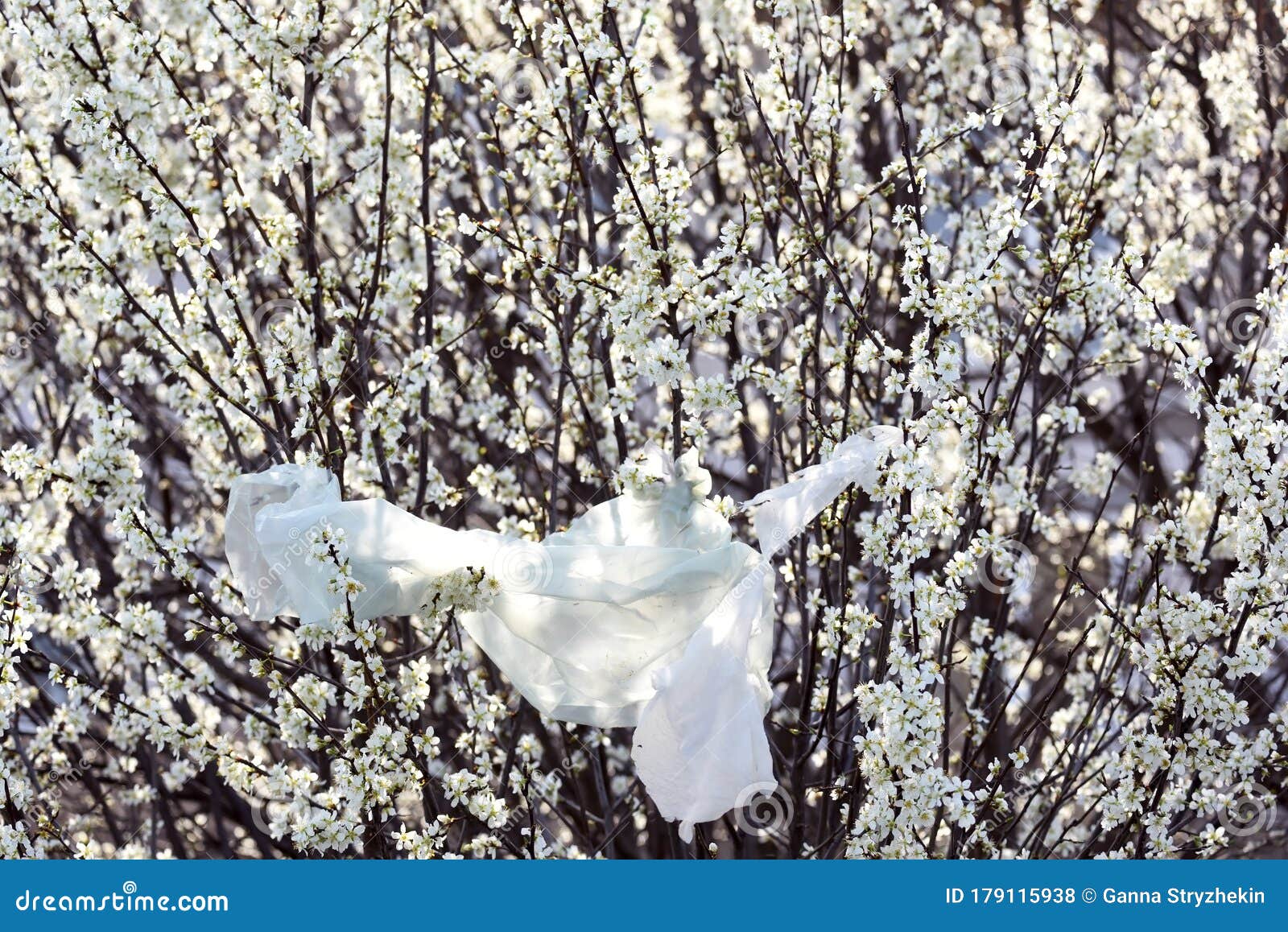Pieces of Polyethylene on the Branches of Flowering Trees. Stock Photo ...
