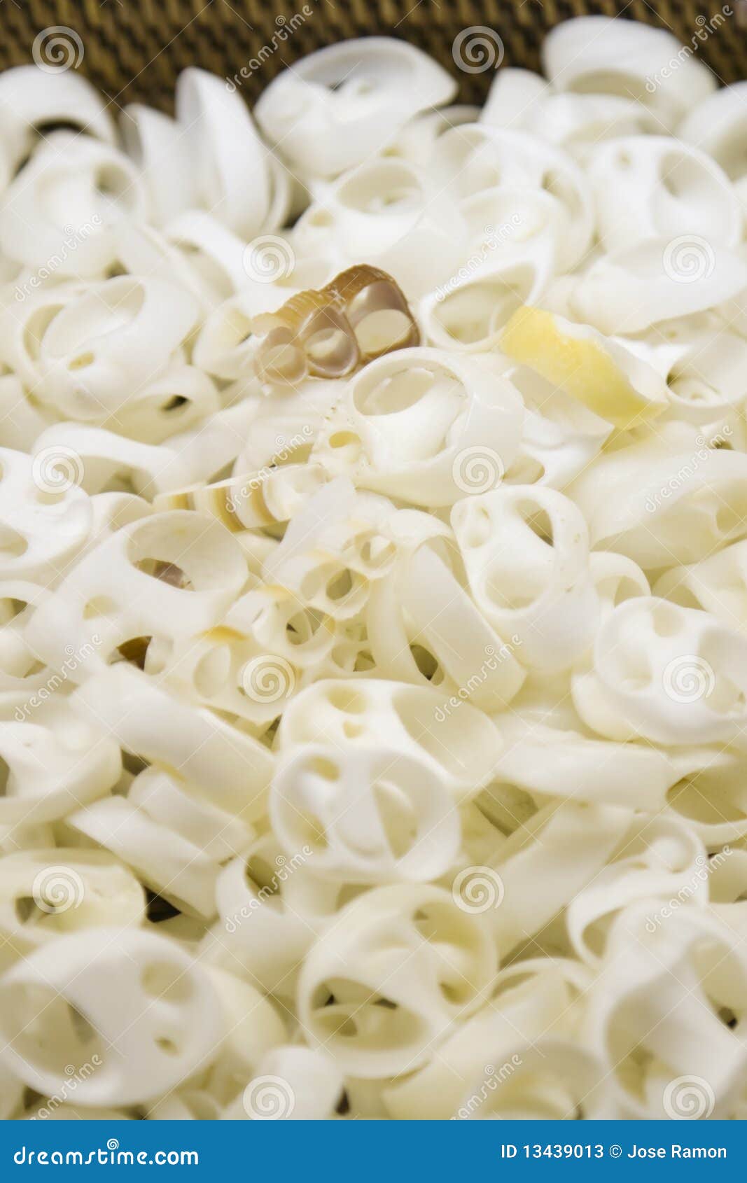 Pieces of shell stock image. Image of fragments, mother - 13439013