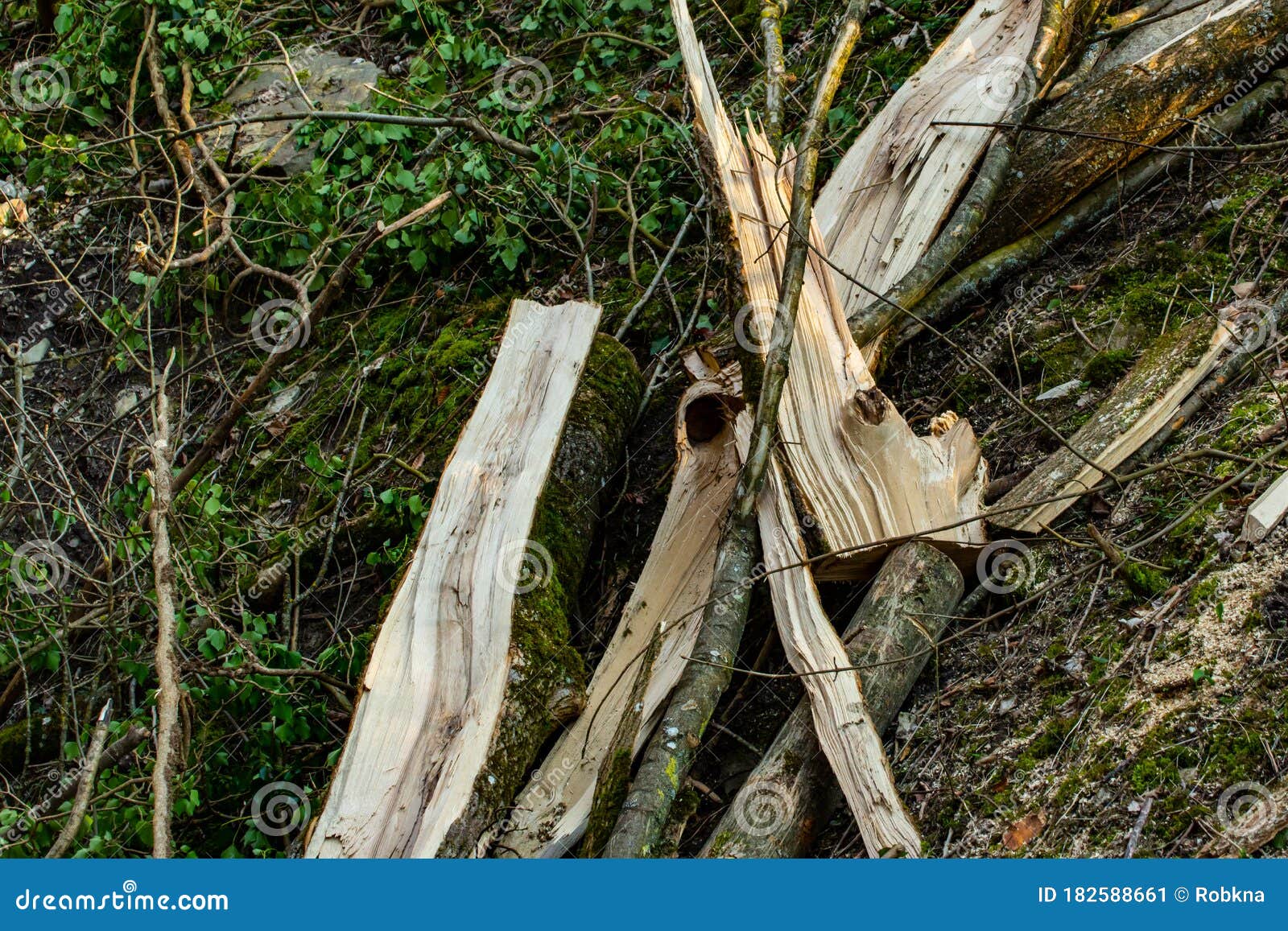 Pieces of a Splintered Tree Trunk that Fell during a Storm Stock Image ...