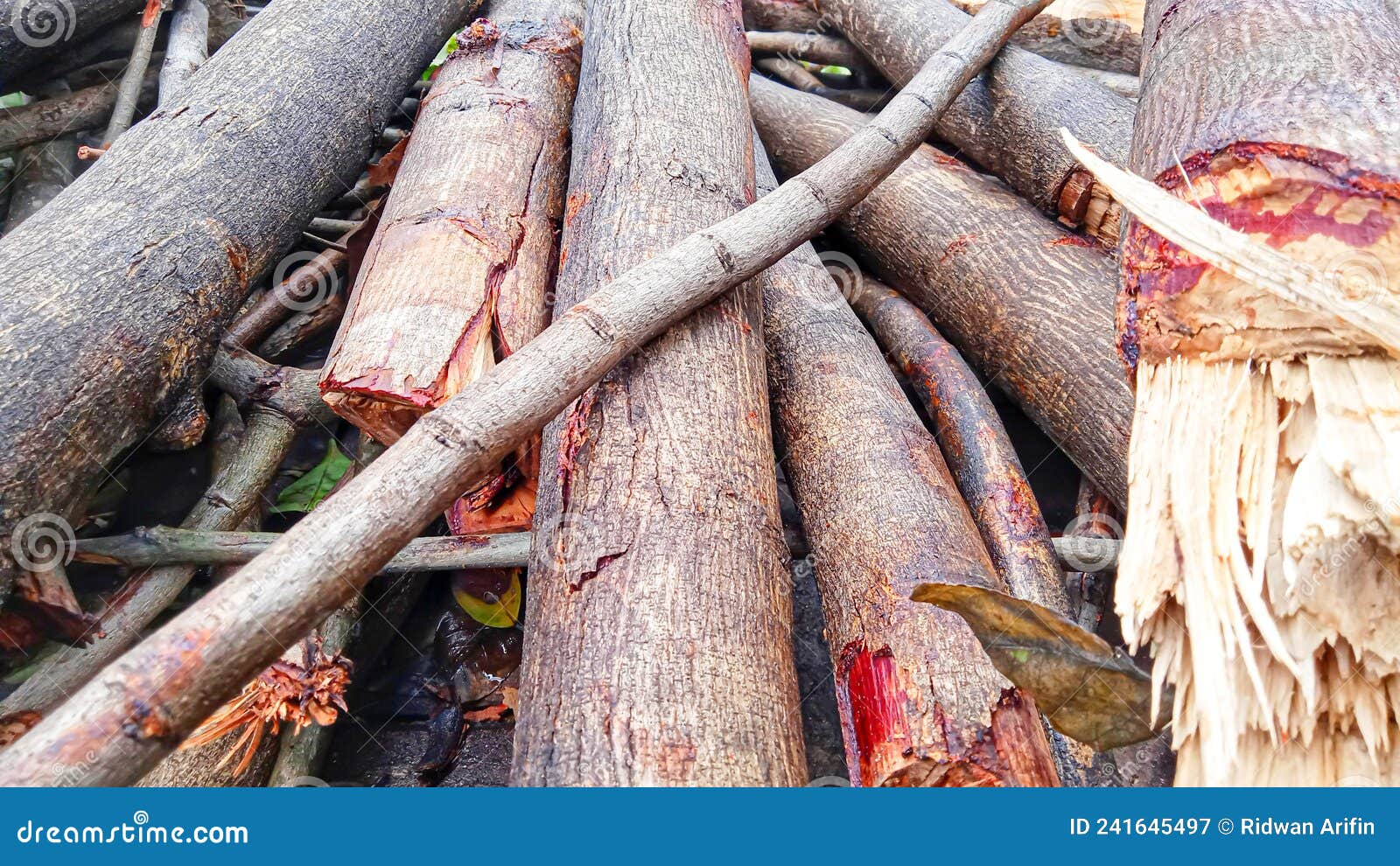 Pieces of Tree Trunks that Have Been Cut Down Stock Image - Image of ...