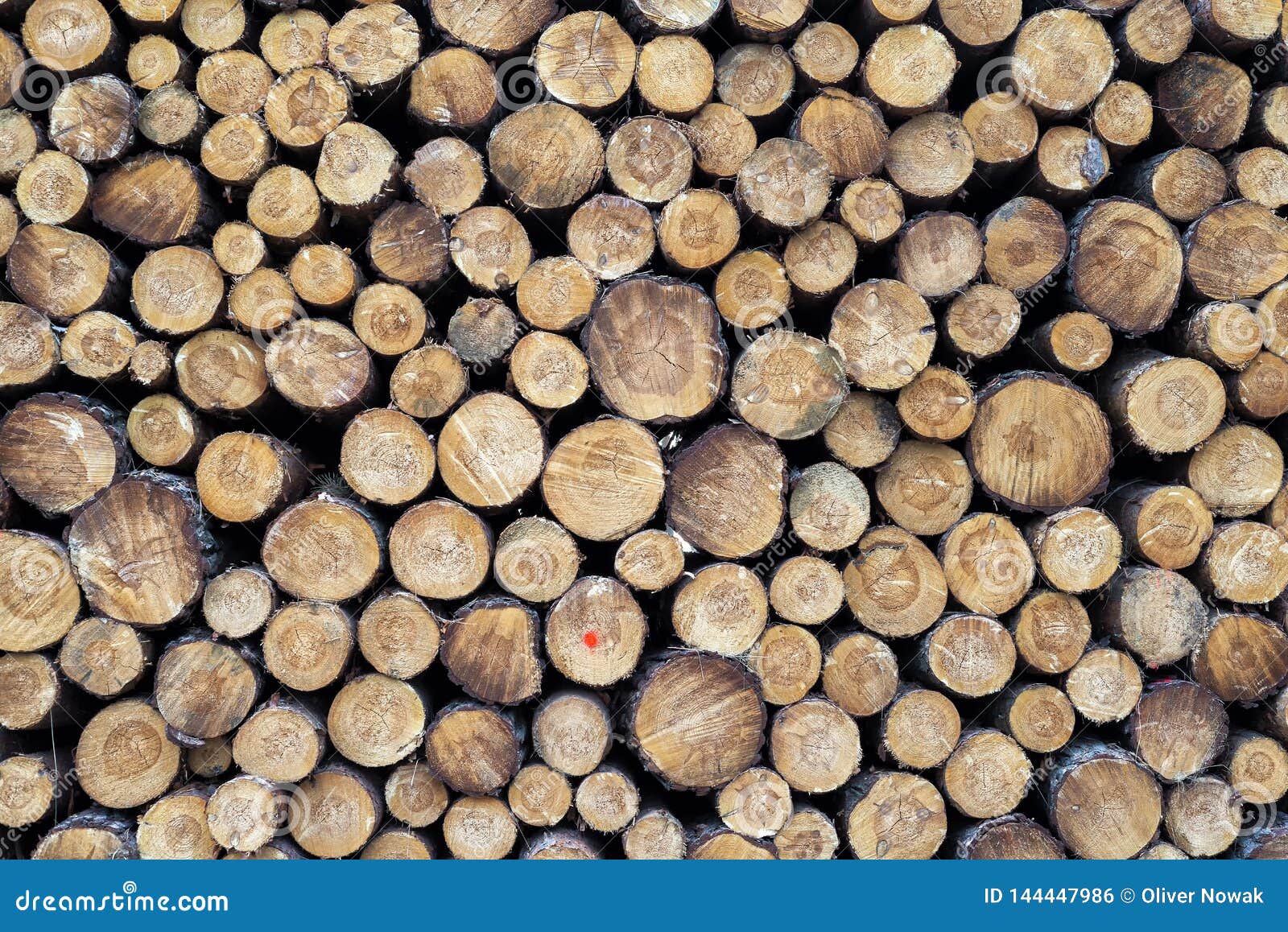 Pieces of Wood after Cutting Stock Photo - Image of deforestation ...