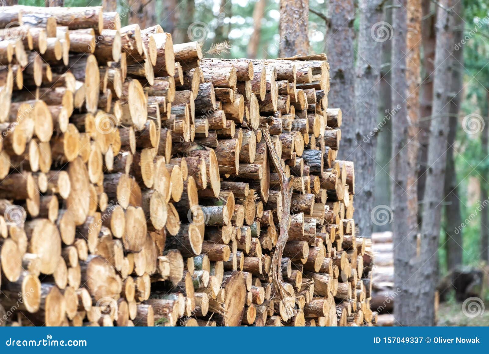 Pieces of Wood after Cutting Stock Image - Image of lumber, pieces ...