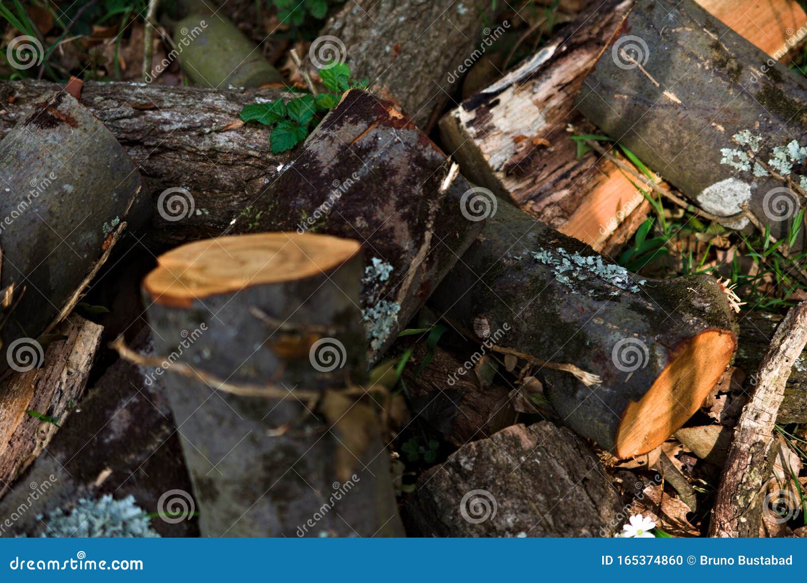Cut Logs in the Middle of the Forest, Weathered, Untreated Stock Photo ...