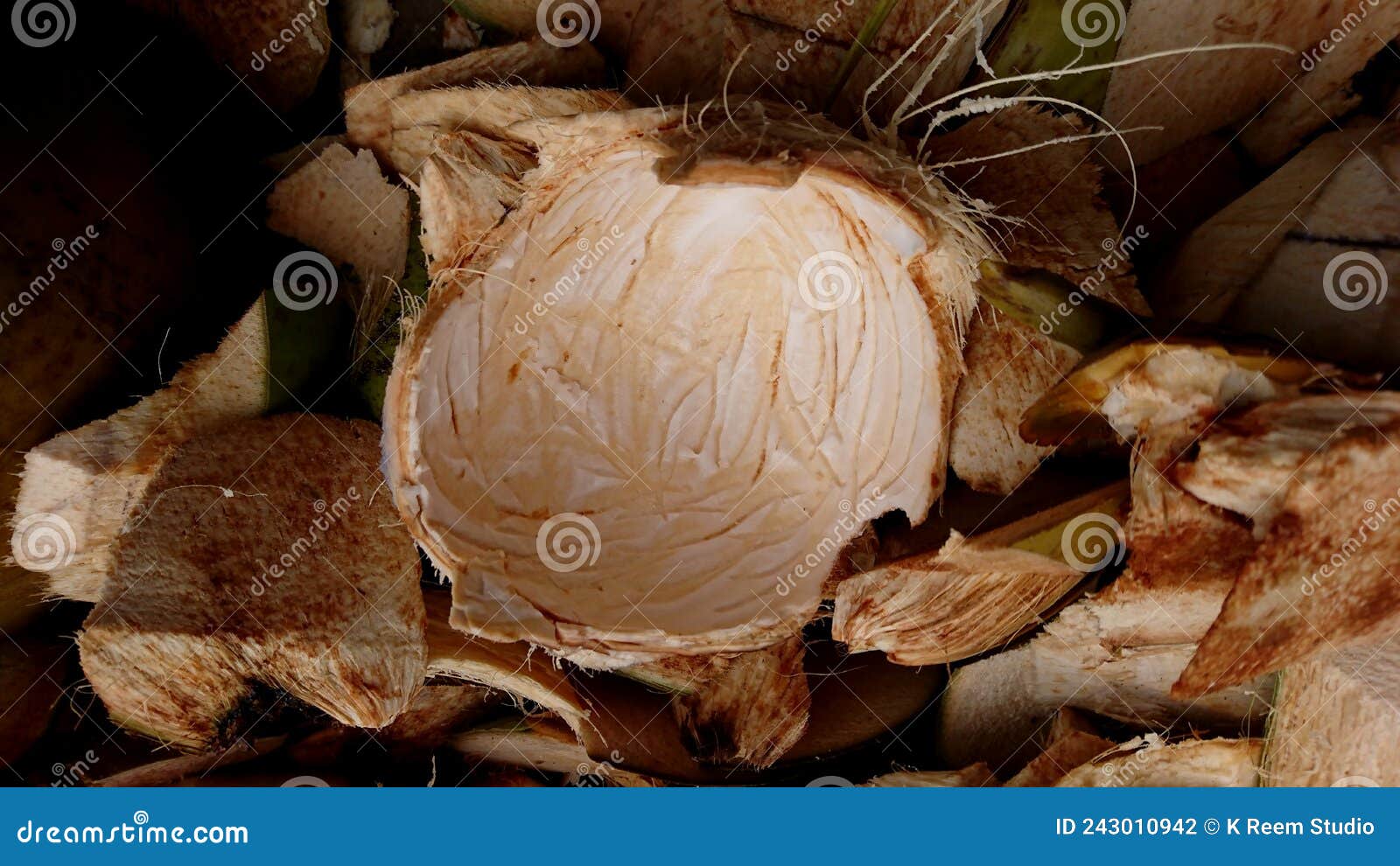 Pieces of Young Coconut Shell on a Pile of Skin Stock Photo - Image of ...