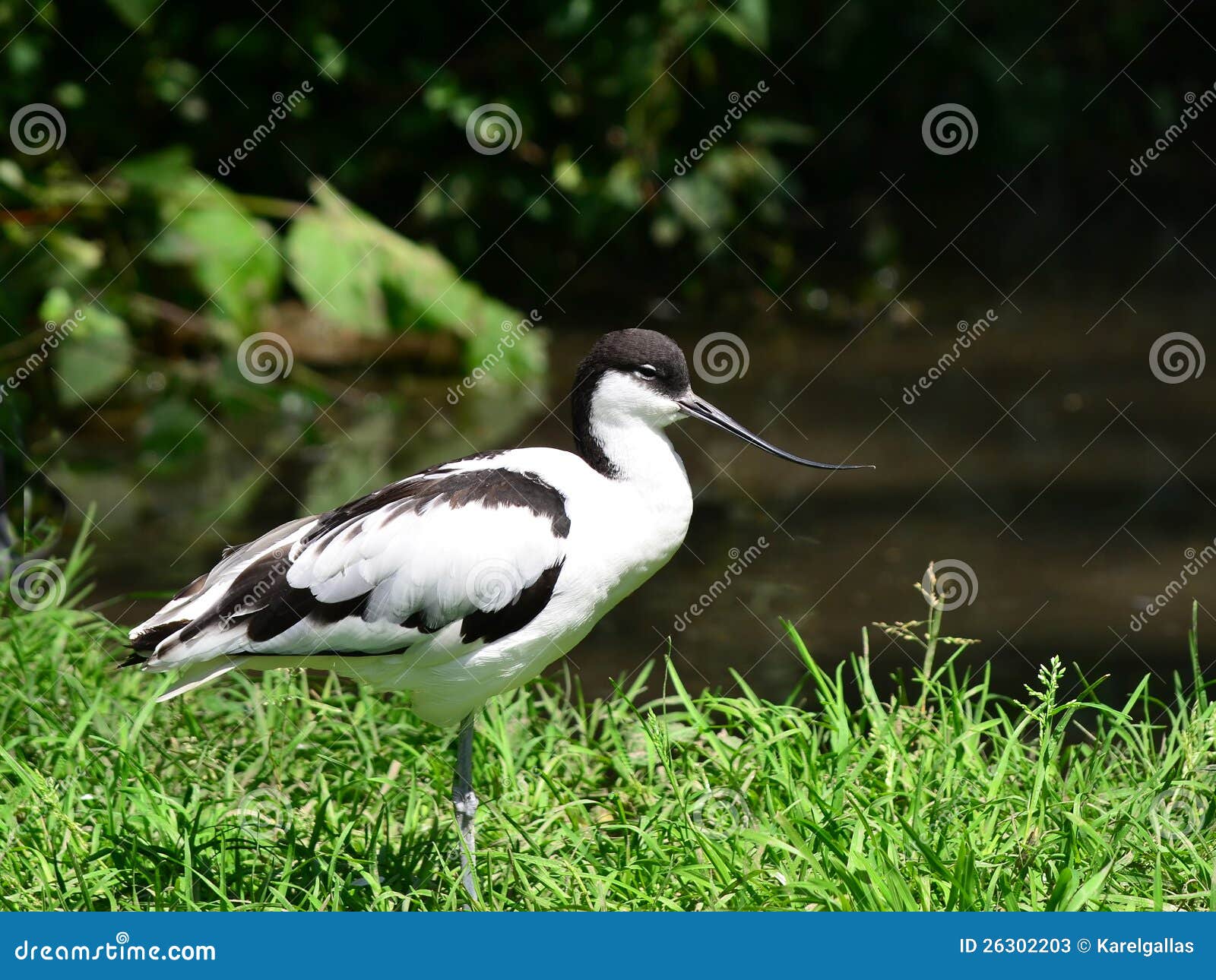 Pied avocet bird stock image. Image of animal, wildlife - 26302203