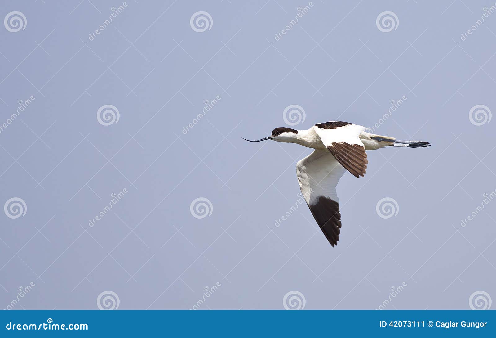 Pied Avocet in Flight stock image. Image of wild, bird - 42073111