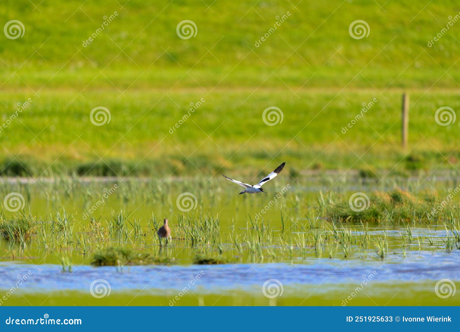 Pied Avocet Flying in Landscape Stock Image - Image of black ...