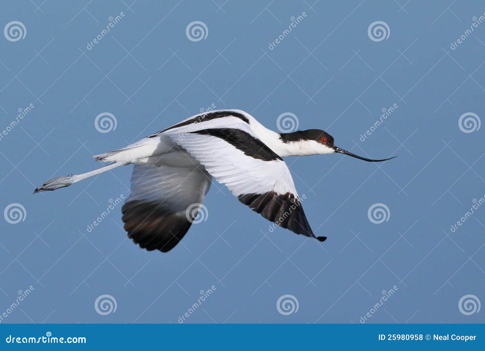 Pied Avocet Flying Over Water Stock Photo - Image of wader, white: 25980958