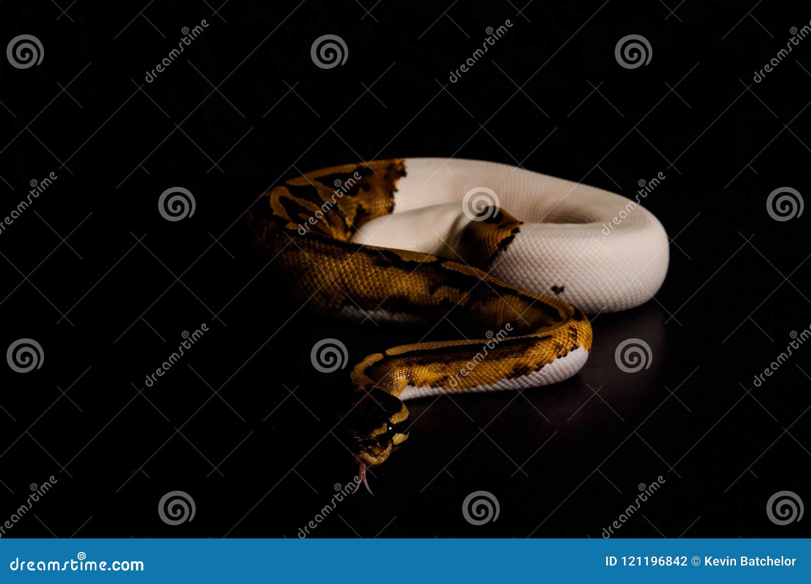 Pied Ball Python Tongue Flick Stock Photo - Image of reptile ...