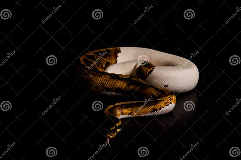 Pied Ball Python Tongue Flick Stock Photo - Image of reptile, background: 121196842