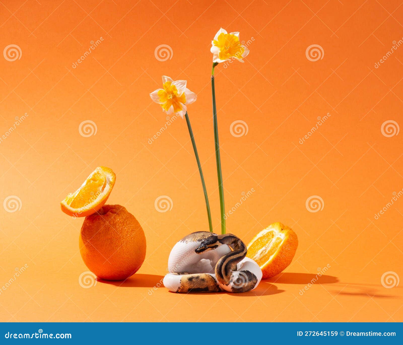 Pied Ball Python with White and Yellow Flower and Citrus. Snake with ...