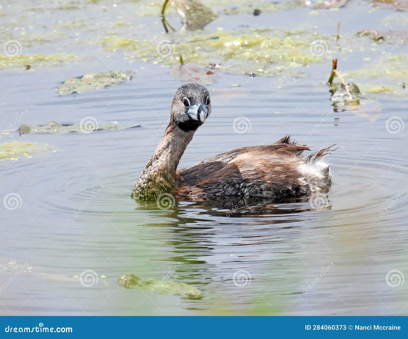 Pied Bill Grebe stock image. Image of fingerlakes, podiceps - 284060373