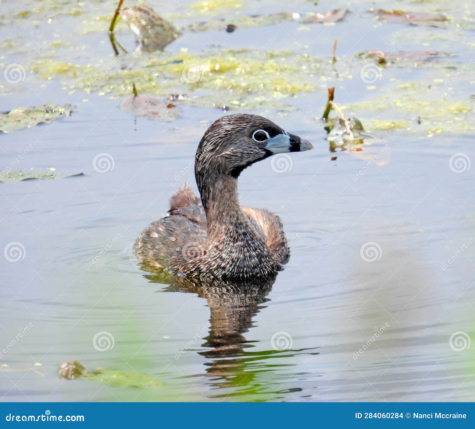 Pied Billed Grebe in NYS FingerLakes Cayuga Lake Stock Photo - Image of ...
