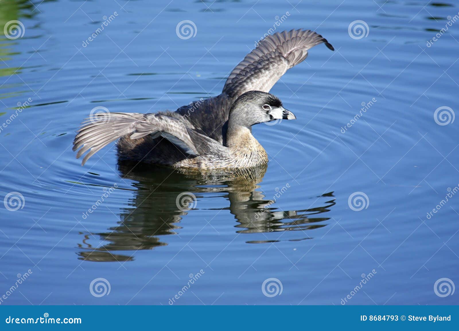 Pied-billed Grebe stock image. Image of stream, feathers - 8684793