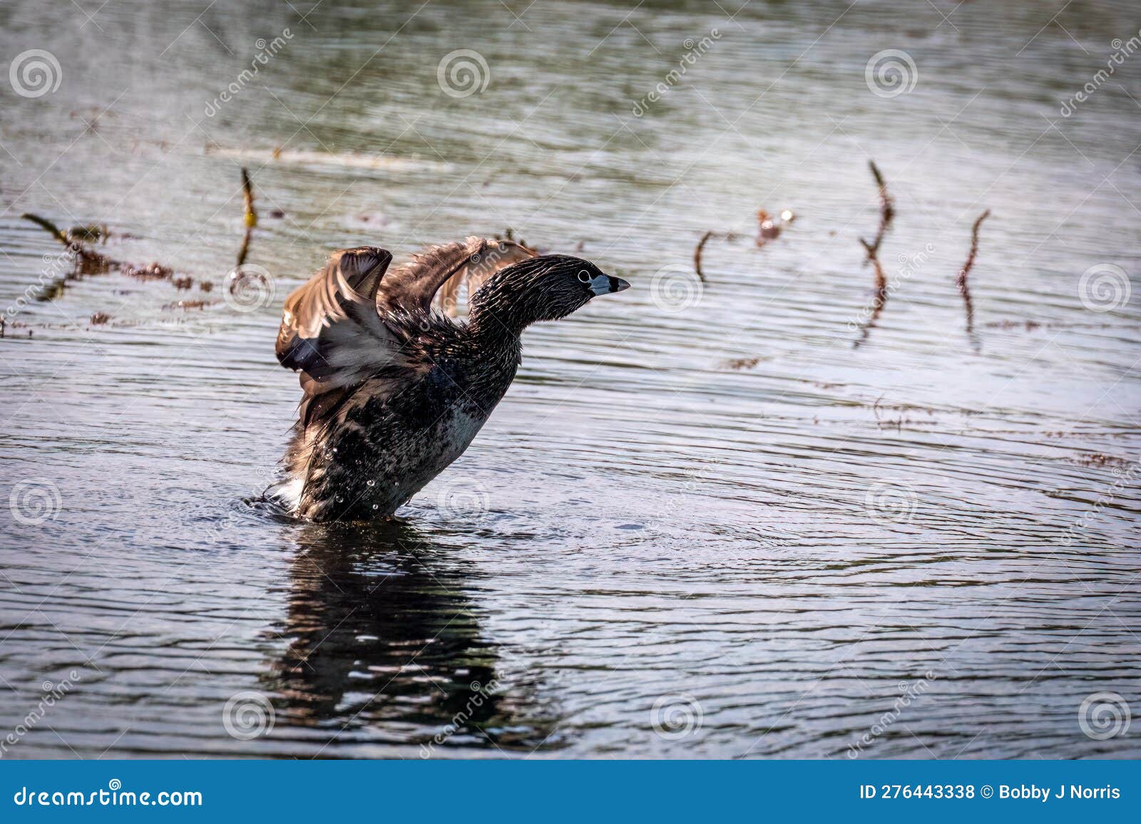 Pied-billed Grebe duck stock photo. Image of brown, grebe - 276443338