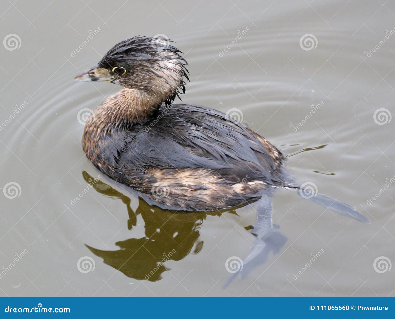Pied-billed Grebe with Feet Visible Stock Photo - Image of nature, feet ...