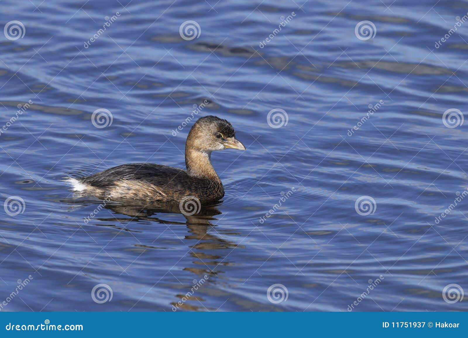 Pied-billed Grebe, Podilymbus Podiceps Stock Image - Image of neck ...