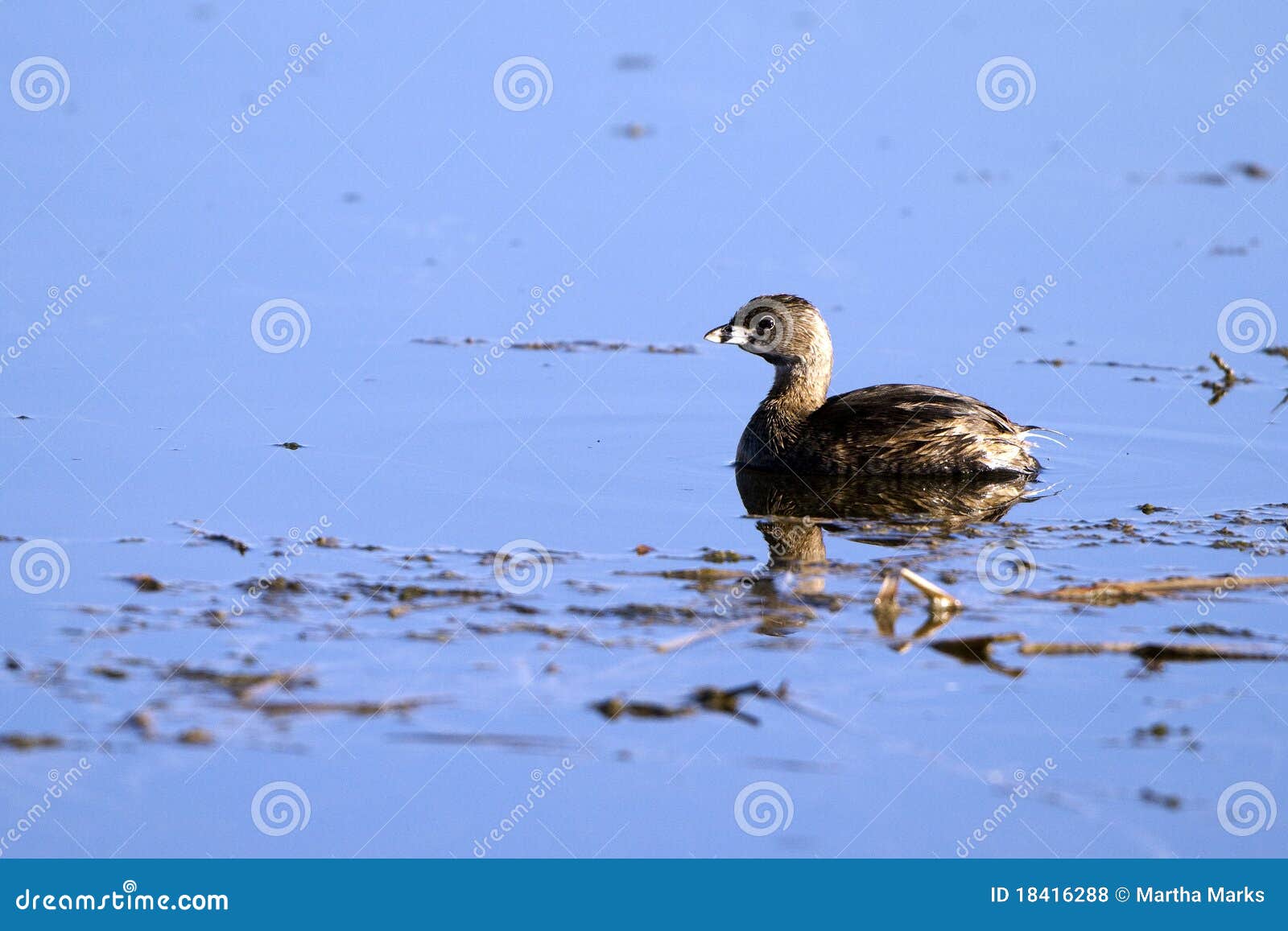 Pied-billed Grebe, Podilymbus Podiceps Stock Photo - Image of swim ...