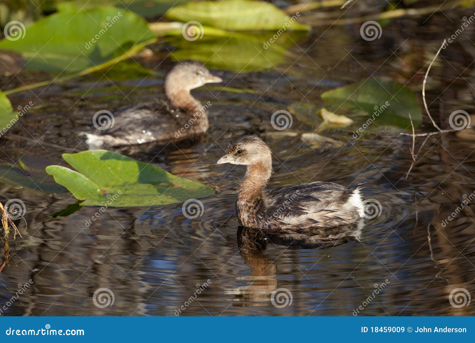 Pied-billed Grebe (Podilymbus Podiceps) Stock Image - Image of feathers ...
