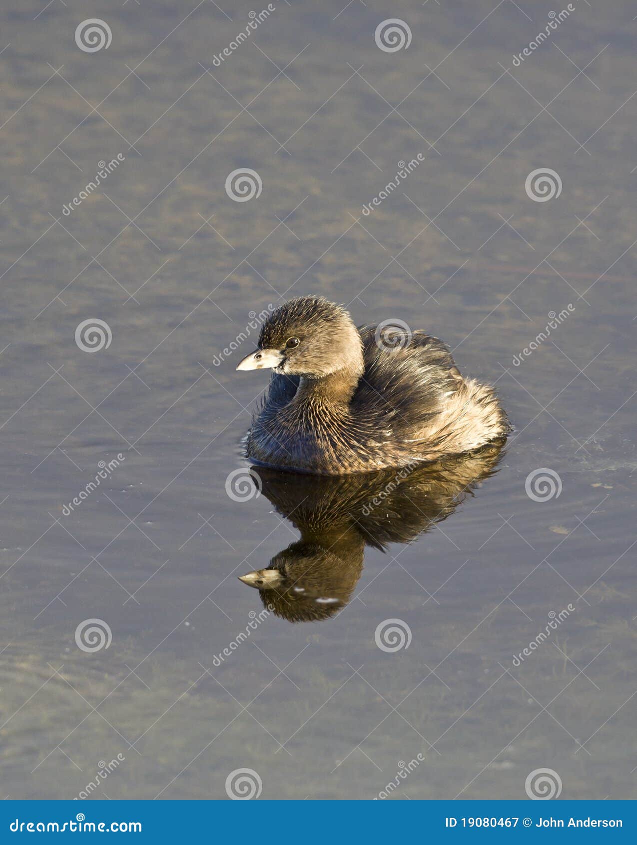 Pied-billed Grebe (Podilymbus Podiceps) Stock Image - Image of park ...