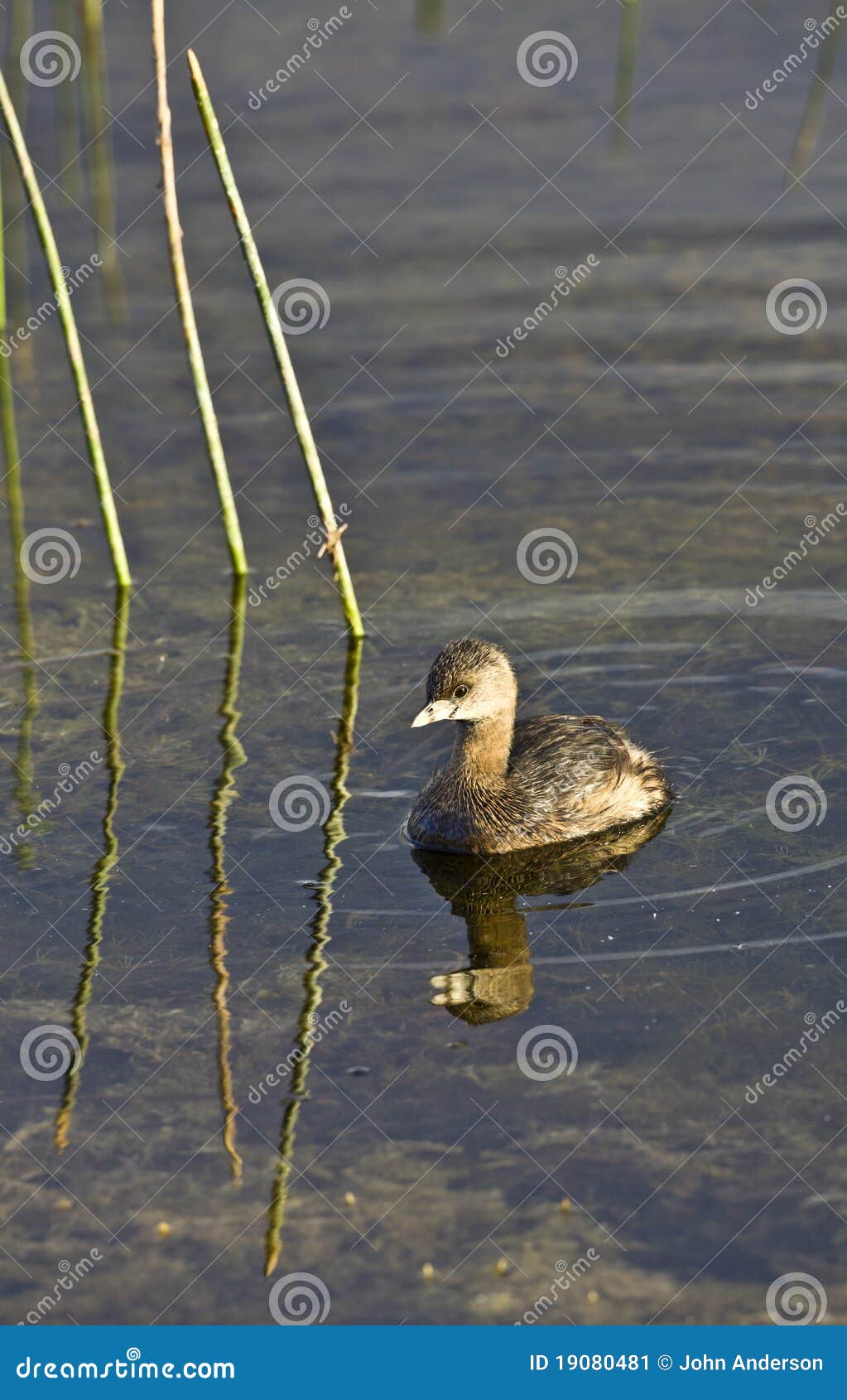 Pied-billed Grebe (Podilymbus Podiceps) Stock Image - Image of flight ...