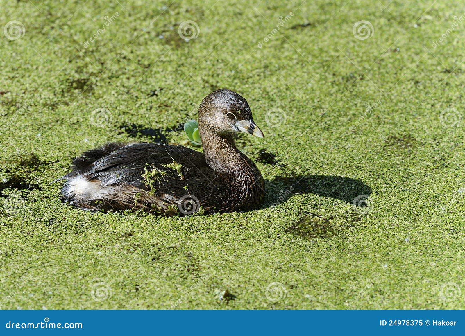 Pied-billed Grebe, Podilymbus Podiceps Stock Image - Image of animal ...