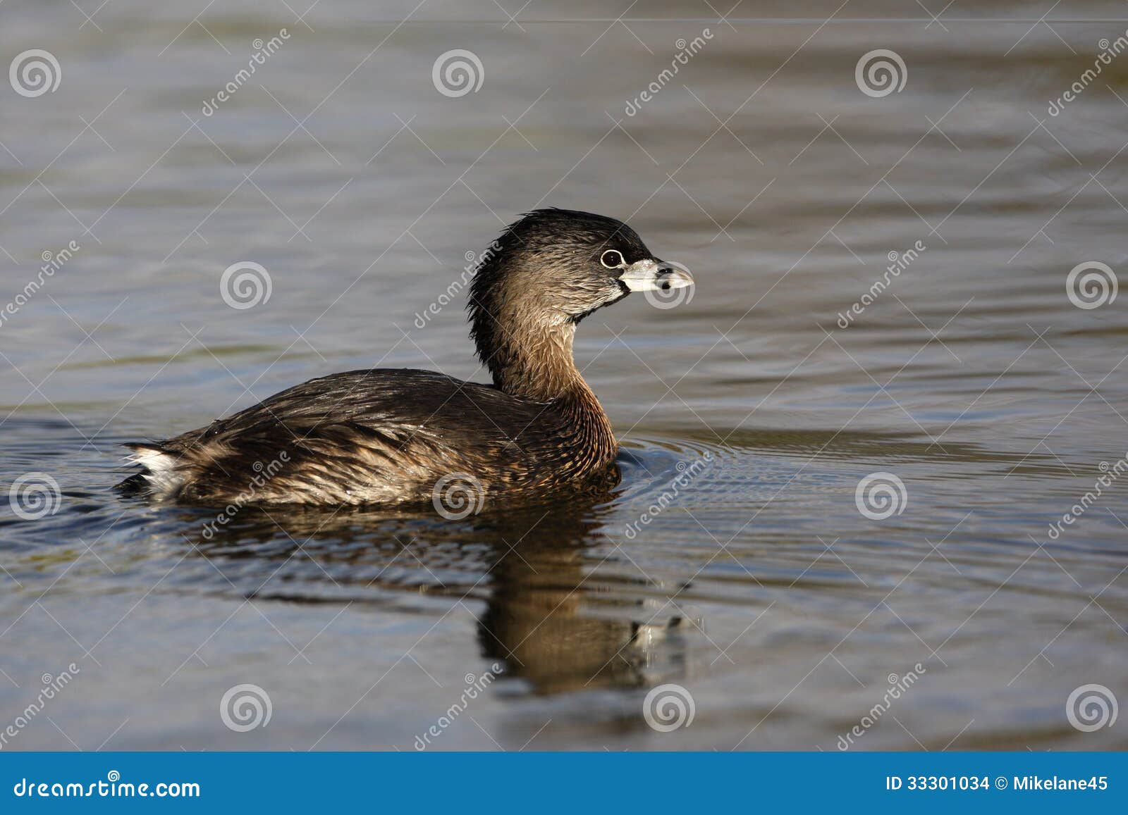 Pied-billed Grebe, Podilymbus Podiceps Stock Photo - Image of america ...