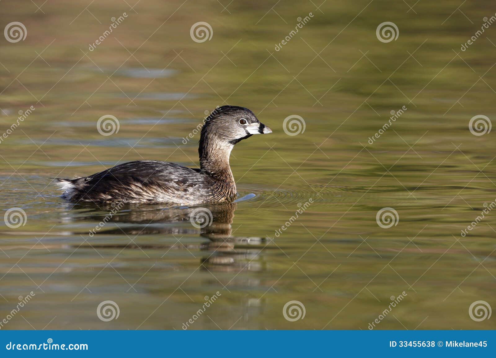 Pied-billed Grebe, Podilymbus Podiceps Stock Photo - Image of ...