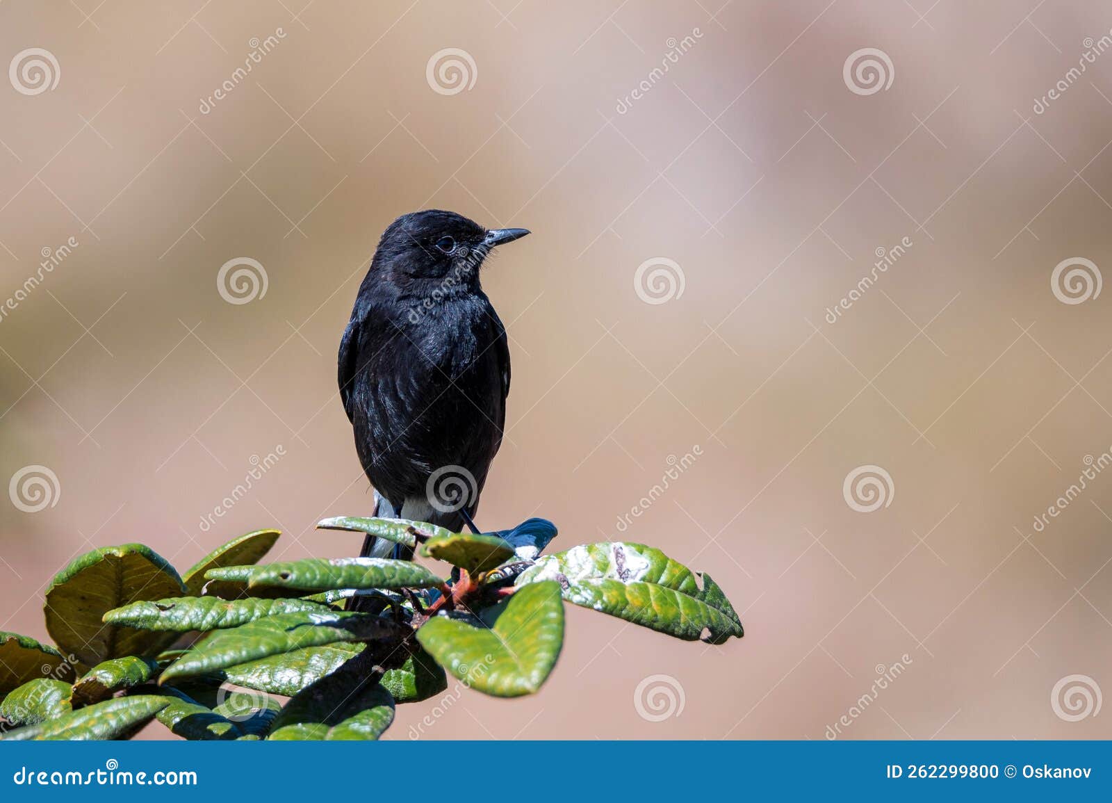 Pied Bush Chat or Saxicola Caprata Pearches on Rhododendron Stock Photo ... Pied Bush Chat or Saxicola Caprata Pearches on Rhododendron Stock Photo ...