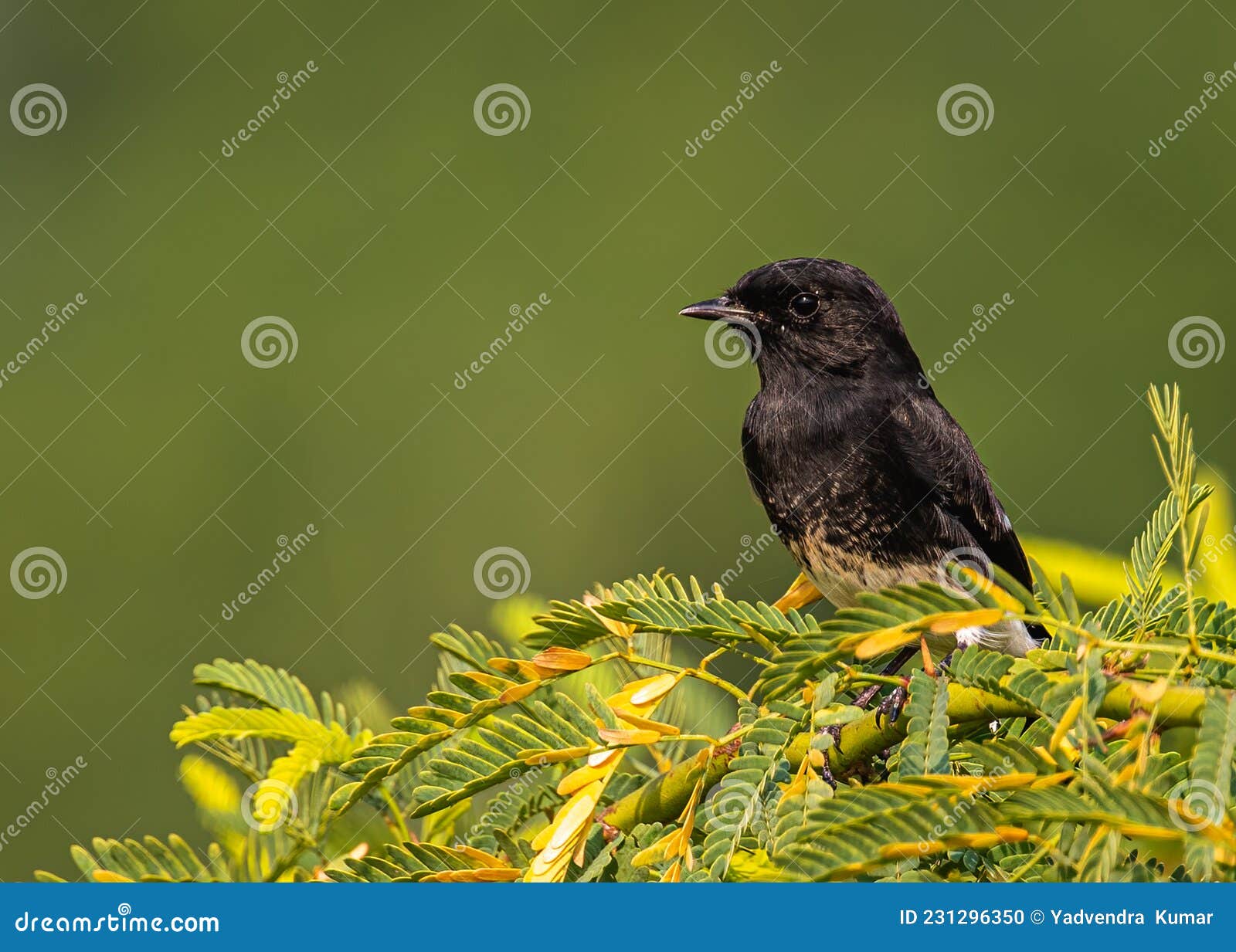 Pied Bush chat on a tree stock photo. Image of national - 231296350