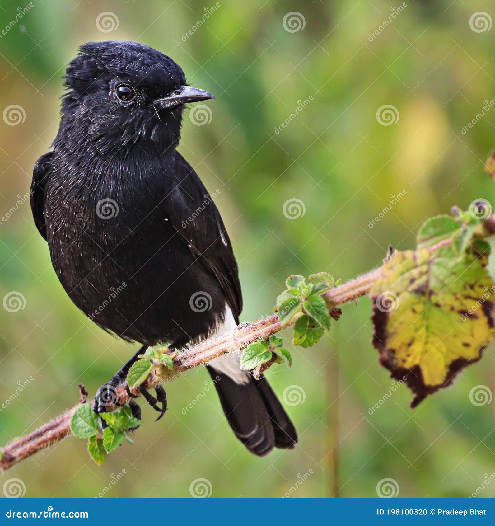 Pied bushcat on hunt stock photo. Image of animal, wing - 198100320