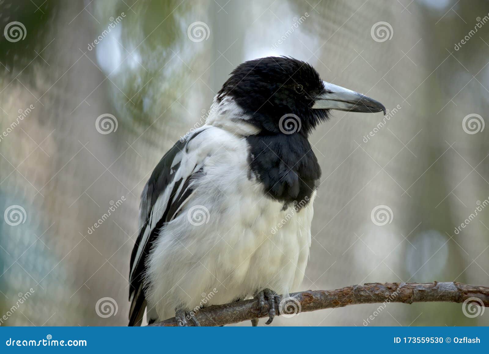 The Pied Butcher Bird is Perched on a Small Branch Stock Photo - Image ...