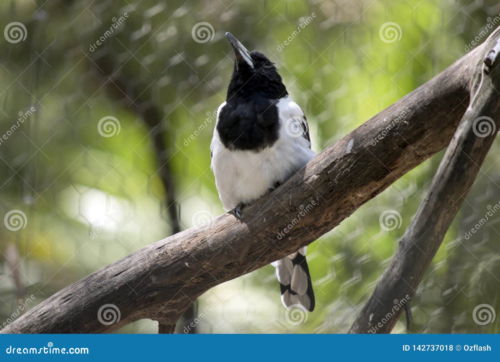 A pied butcher bird stock photo. Image of close, wildlife - 142737018