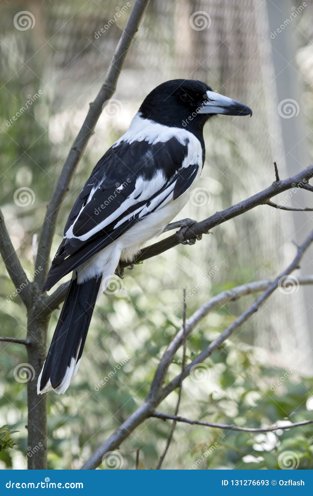 Pied butcher bird stock image. Image of pied, australia - 131276693
