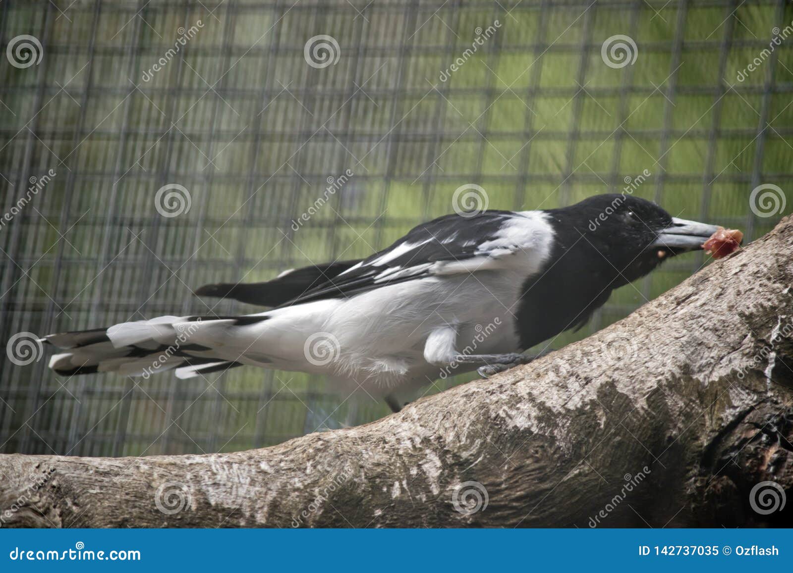 A pied butcher bird stock image. Image of australian - 142737035
